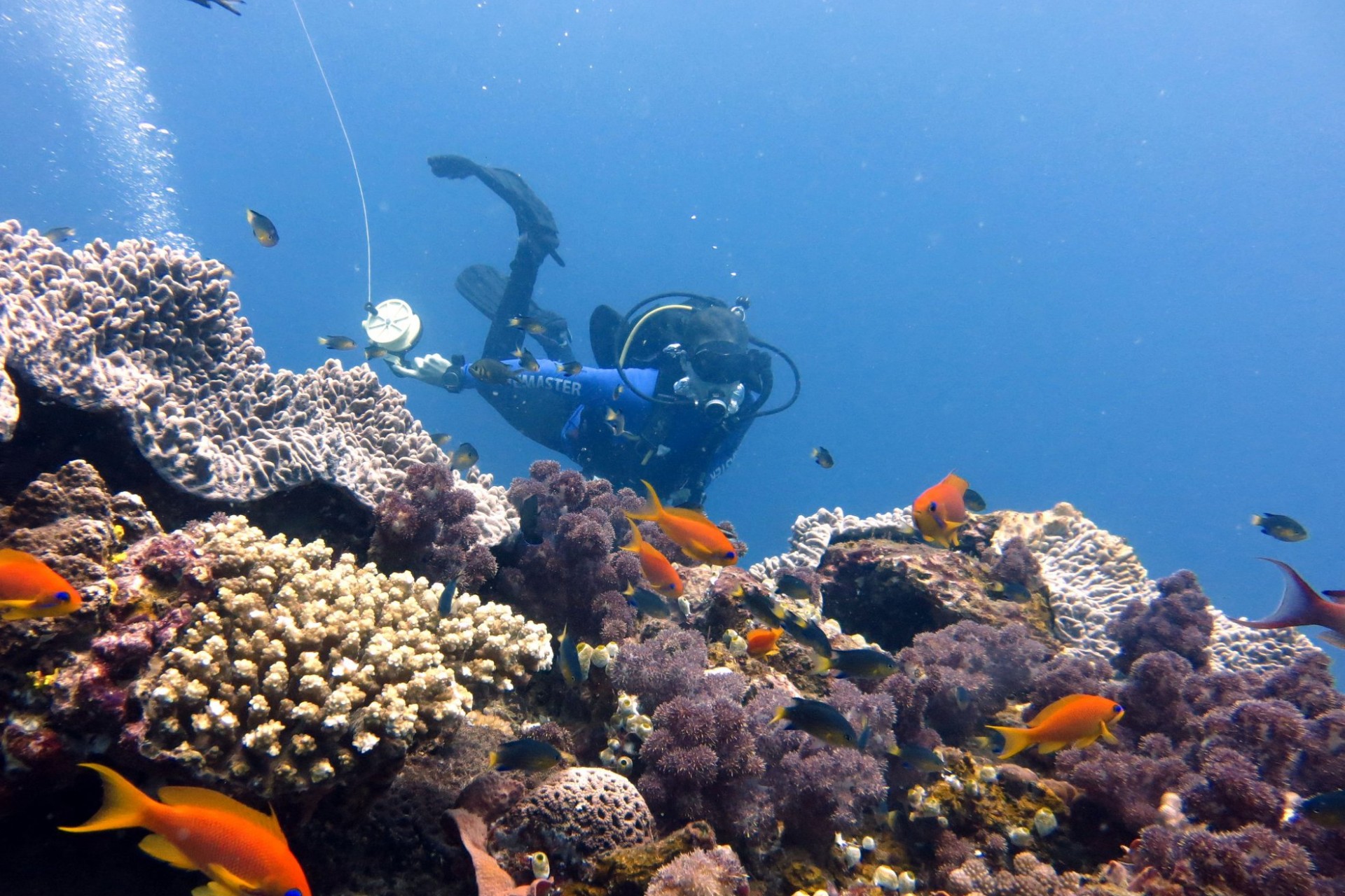 South Africa | PADI Divemaster Certification + Experience Phase | 4 ...