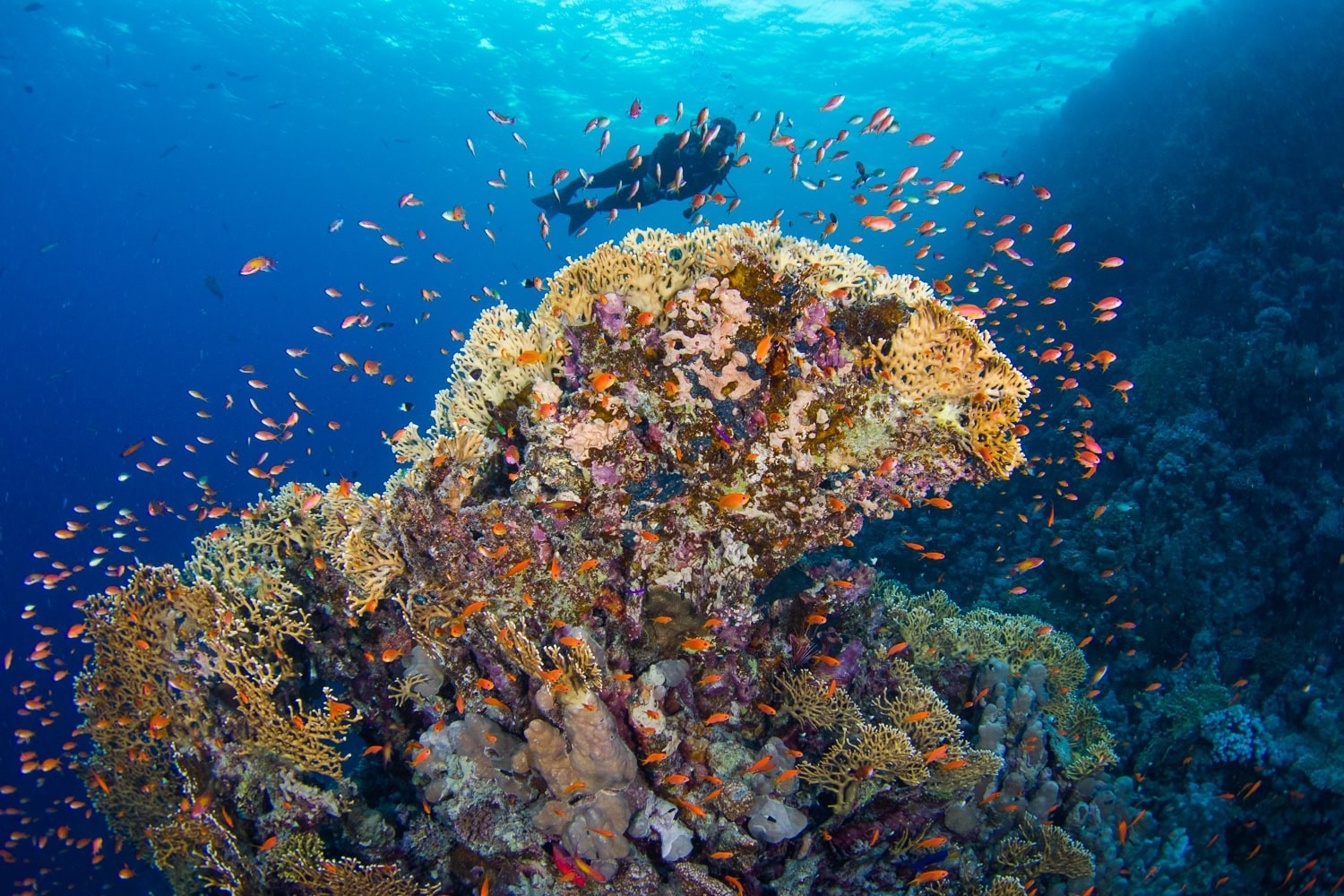 Egypt | Wadi Lahami | Kite Surfing Training & Scuba Open Water Diver Training | Rushkult.com