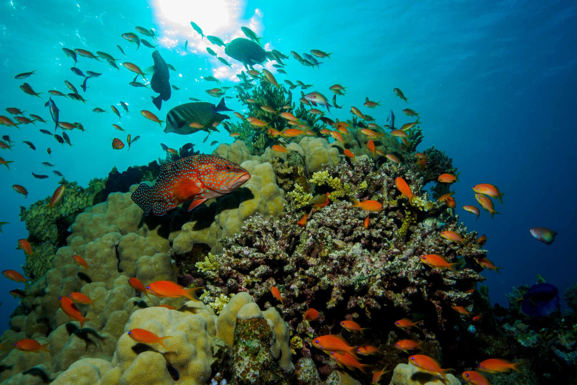 Egypt | Wadi Lahami | Kite Surfing Training & Scuba Open Water Diver Training | Rushkult.com